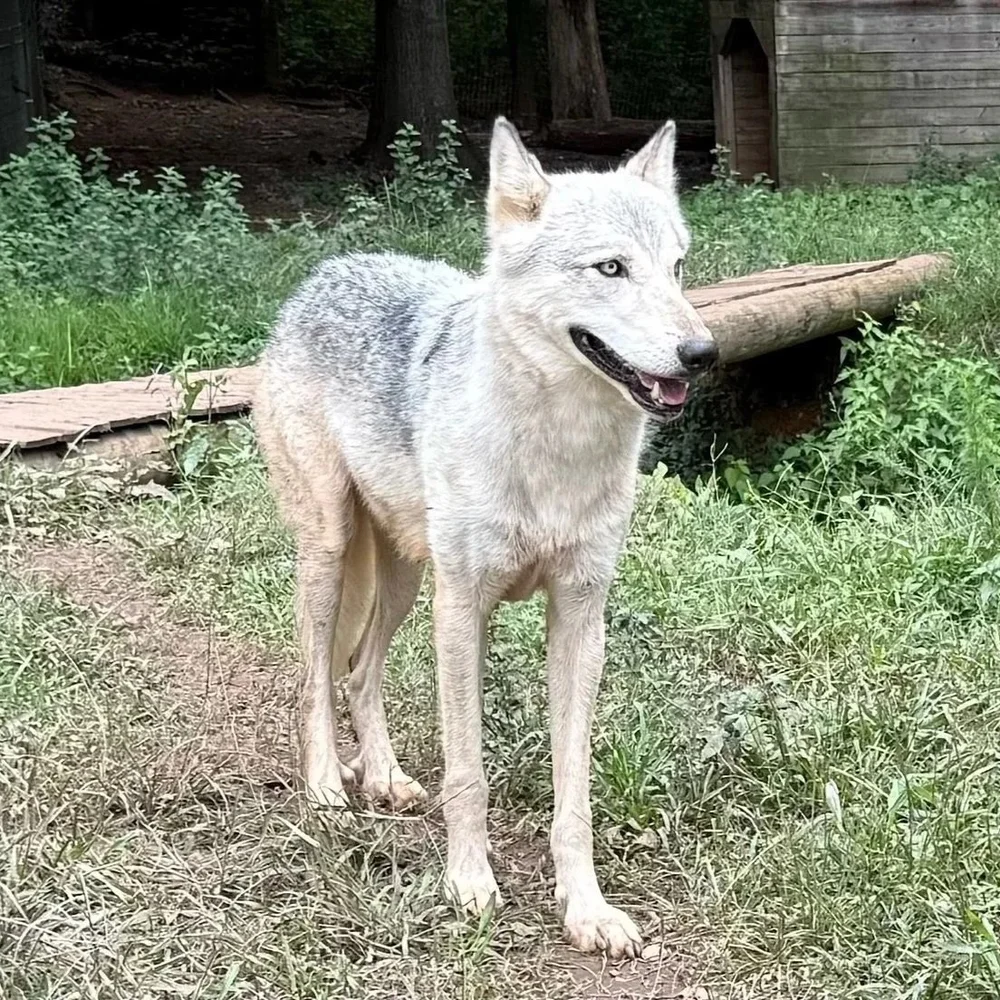 Tundra Wolf — Noah's Ark Animal Sanctuary