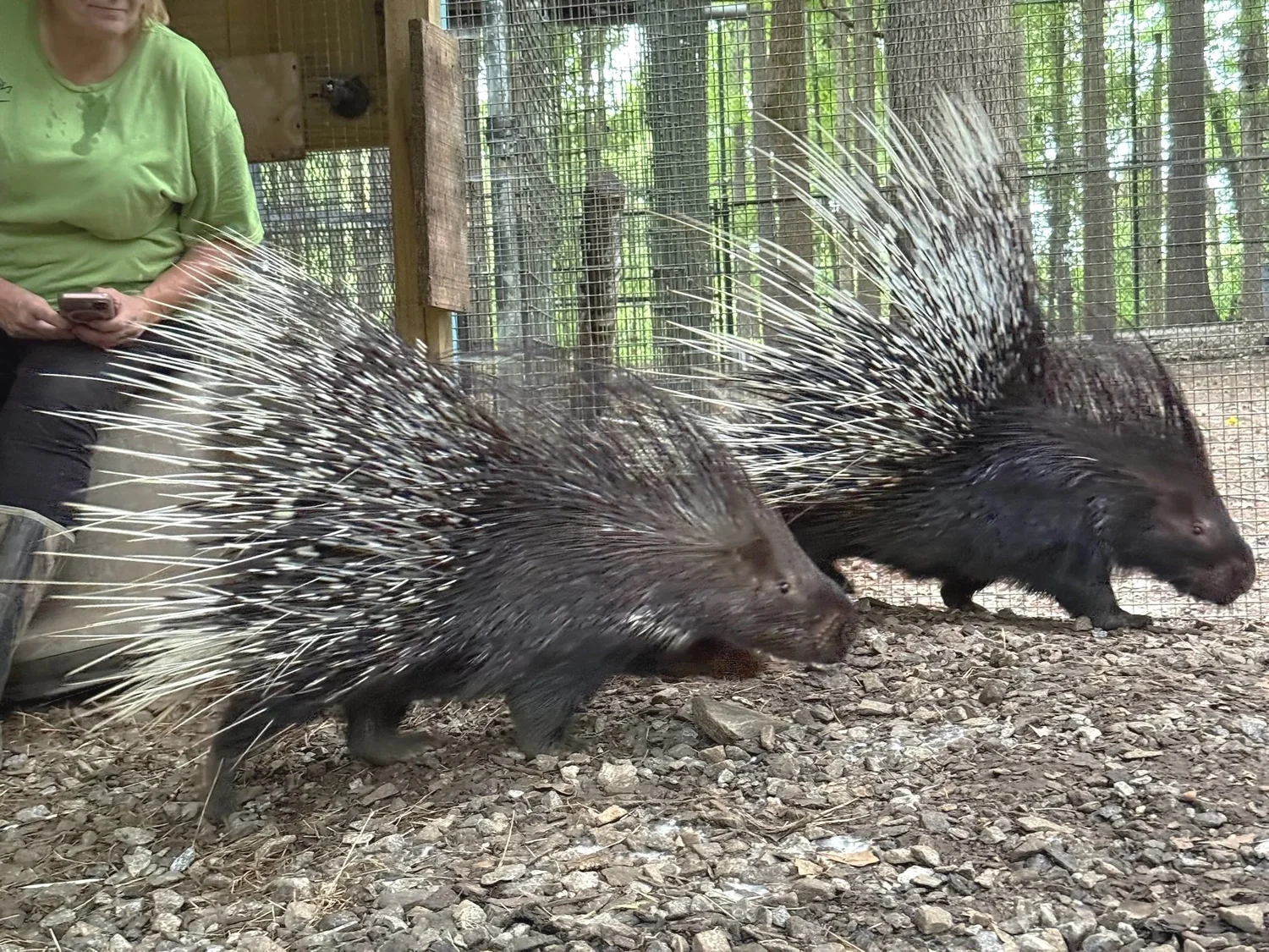 African Crested Porcupine — Noah's Ark Animal Sanctuary
