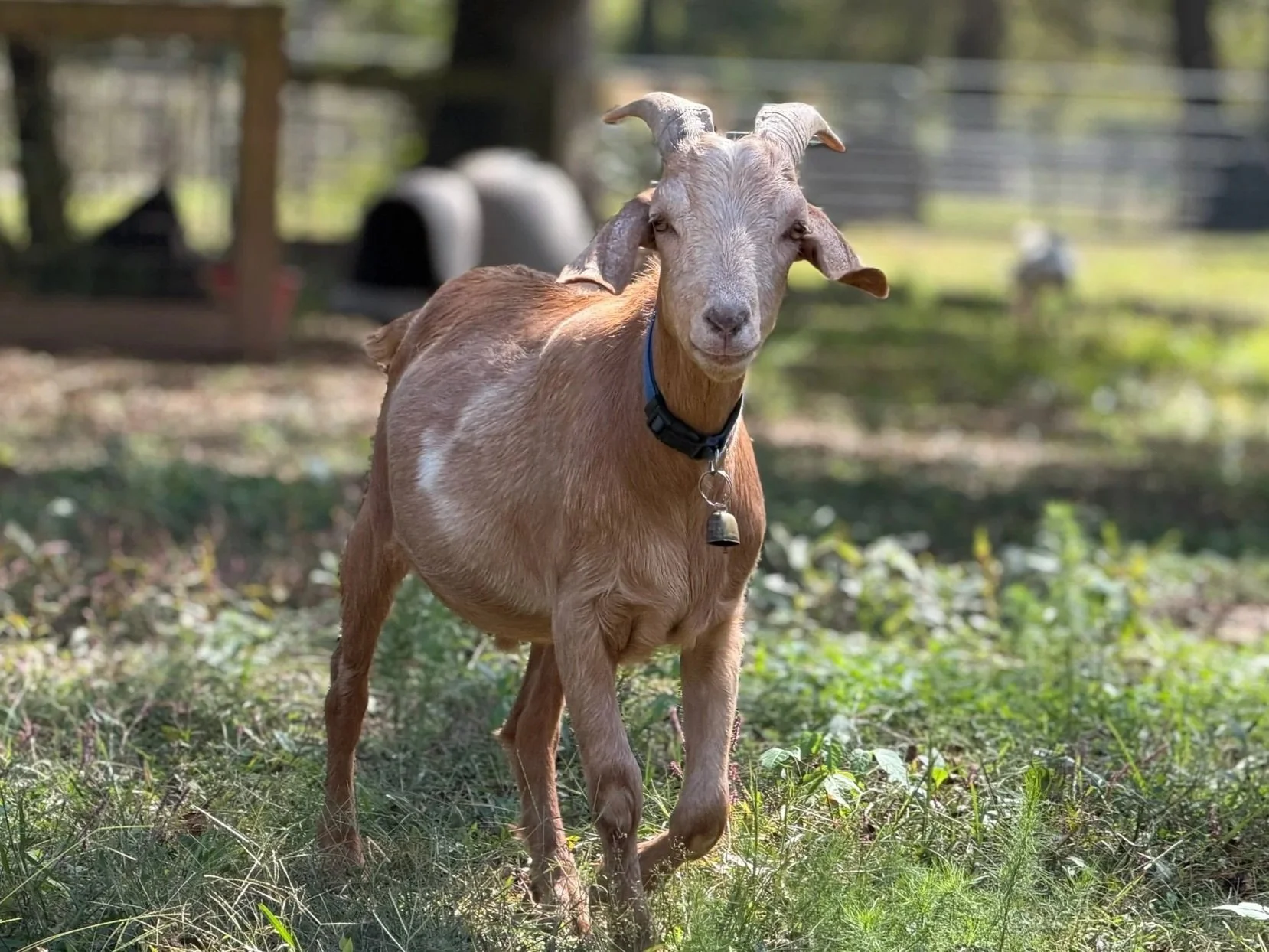 Domestic Goat — Noah's Ark Animal Sanctuary