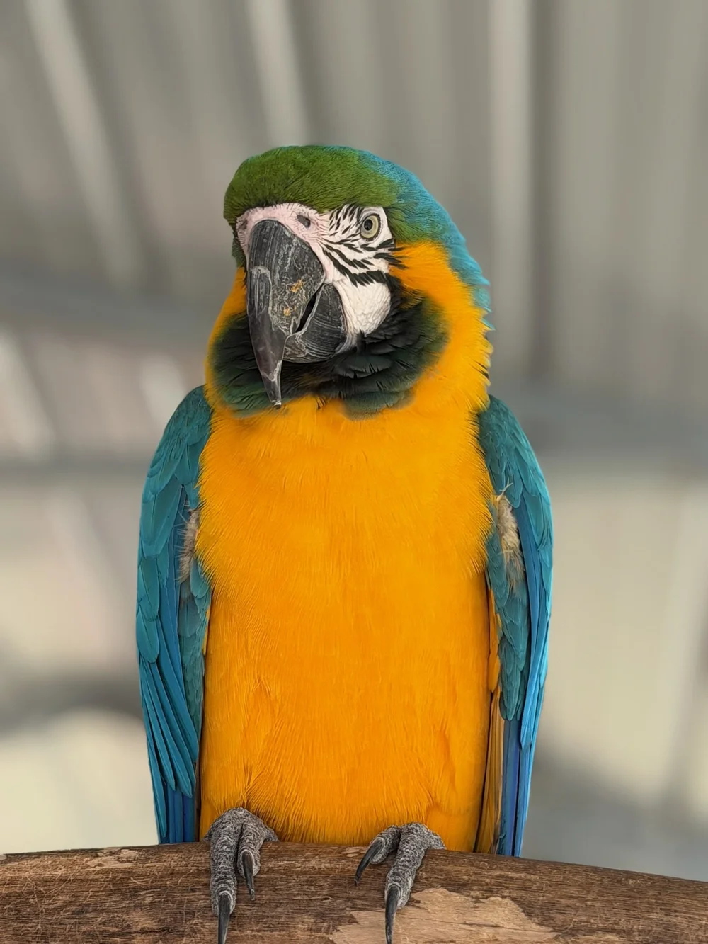 Macaws — Noah's Ark Animal Sanctuary