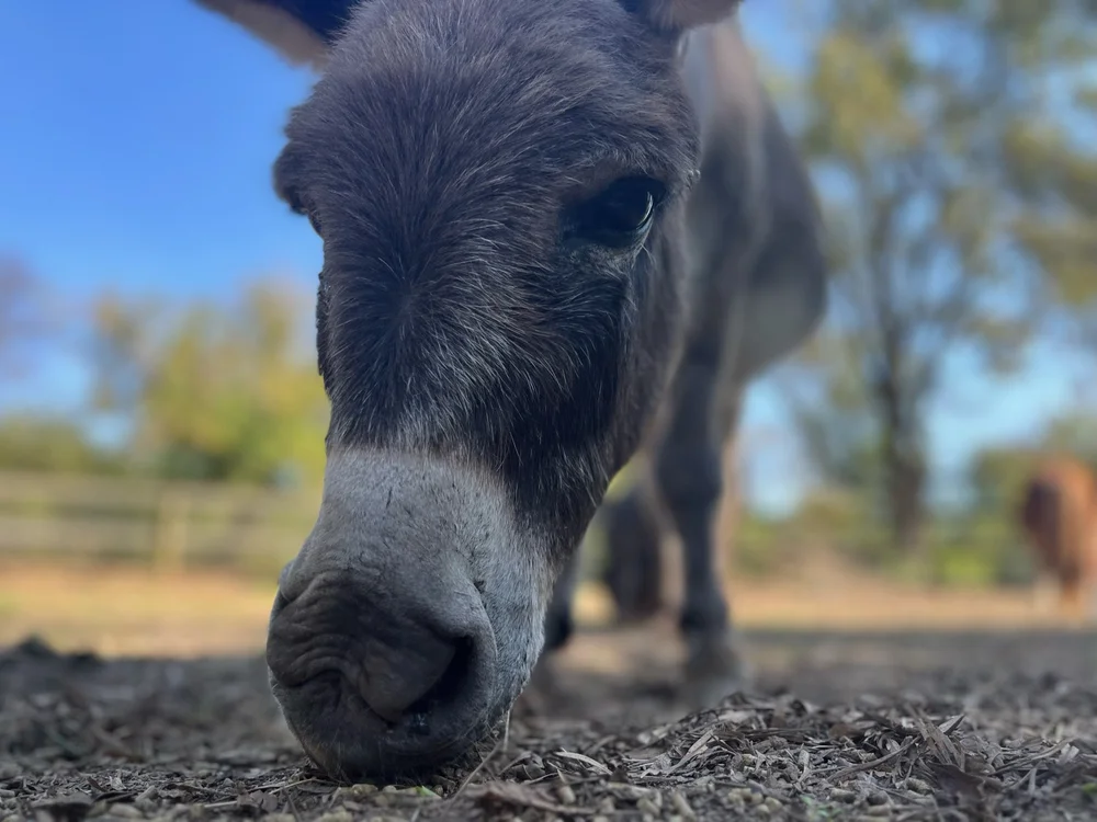 Miniature Donkey — Noah's Ark Animal Sanctuary