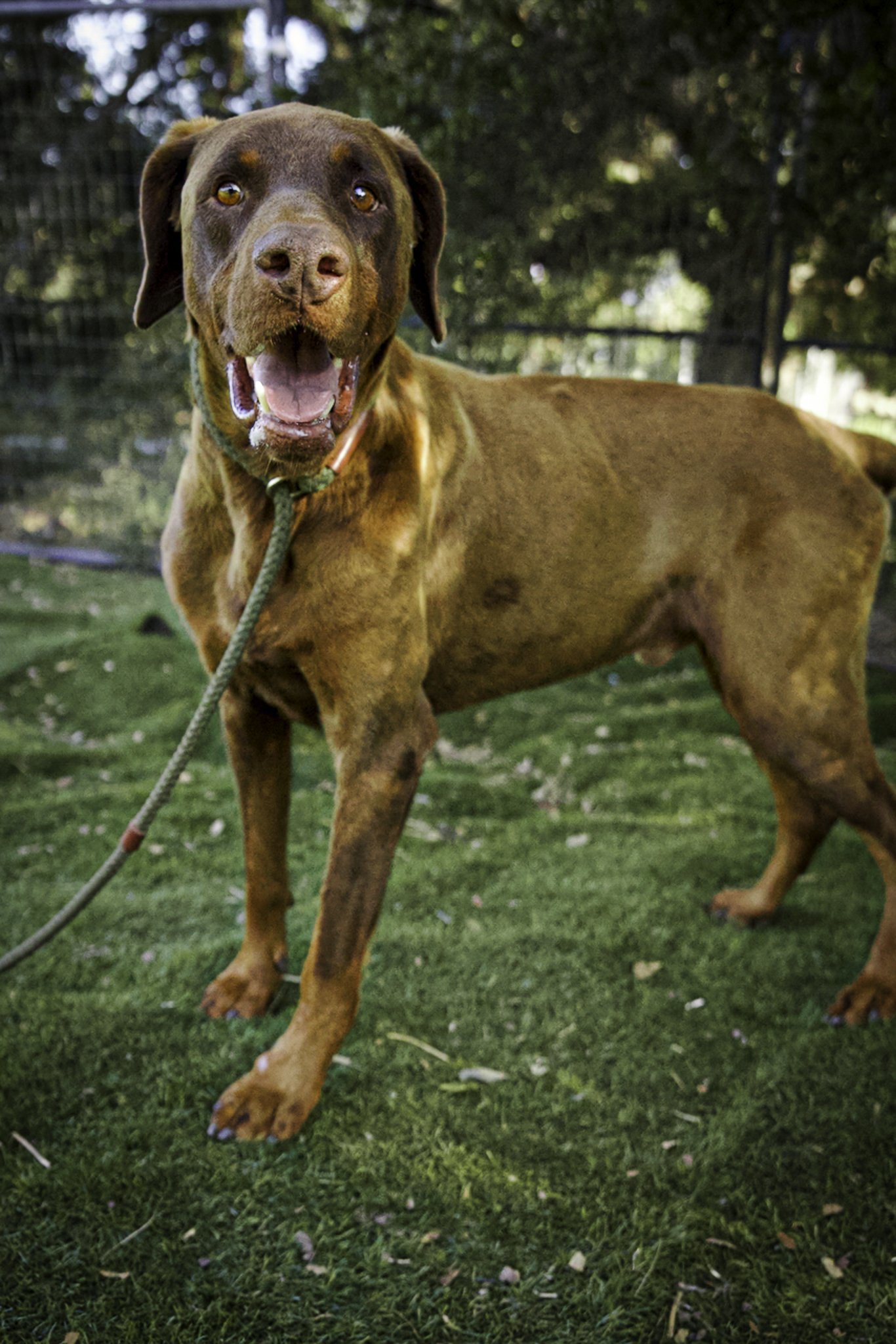 Gallery 1 — Dobies and Little Paws Rescue
