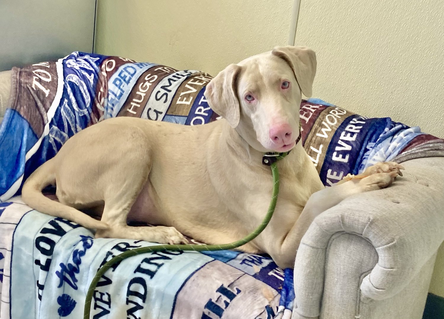 Gallery 1 — Dobies and Little Paws Rescue
