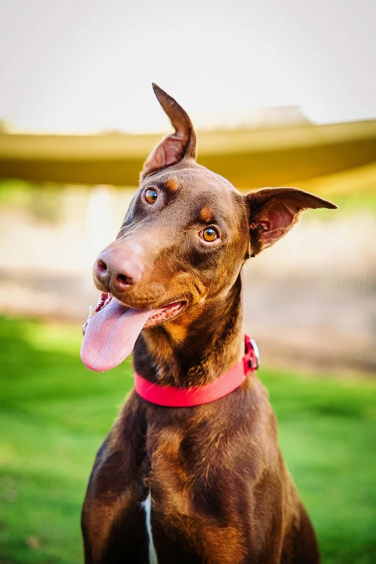 Dobies and Little Paws Rescue