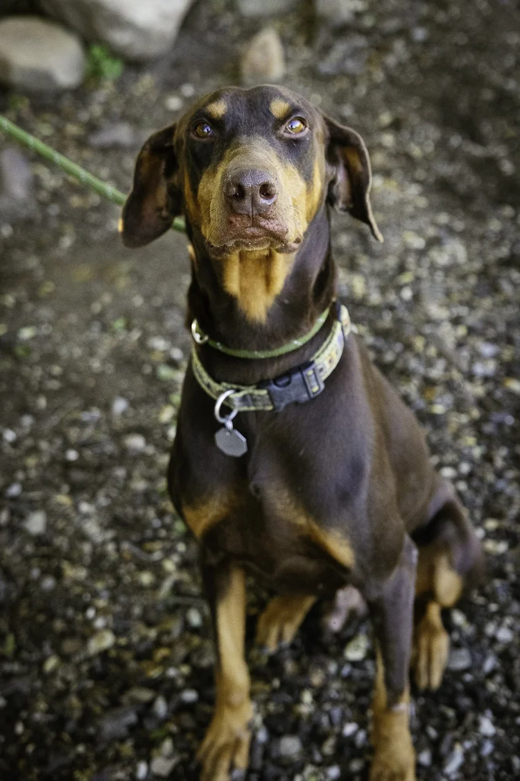 Gallery 1 — Dobies and Little Paws Rescue