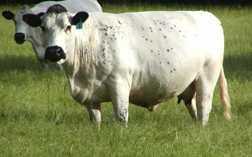 What Is a Highpark Cow? | Fluff & Fringe Mini Co. — Fluff & Fringe Mini Co.
