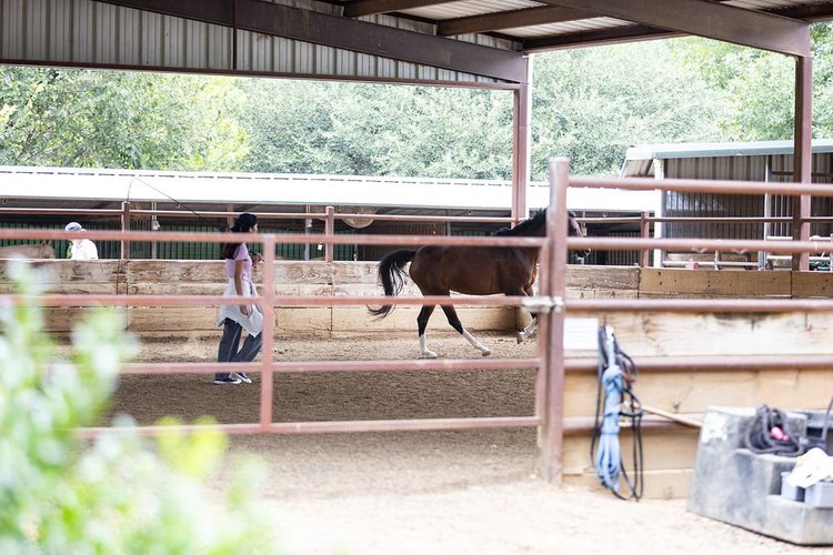 Rocking M Stables