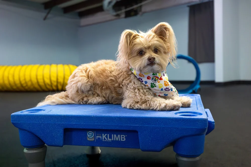 All Dogs Durham | Train Your Dog Today – Join Us!