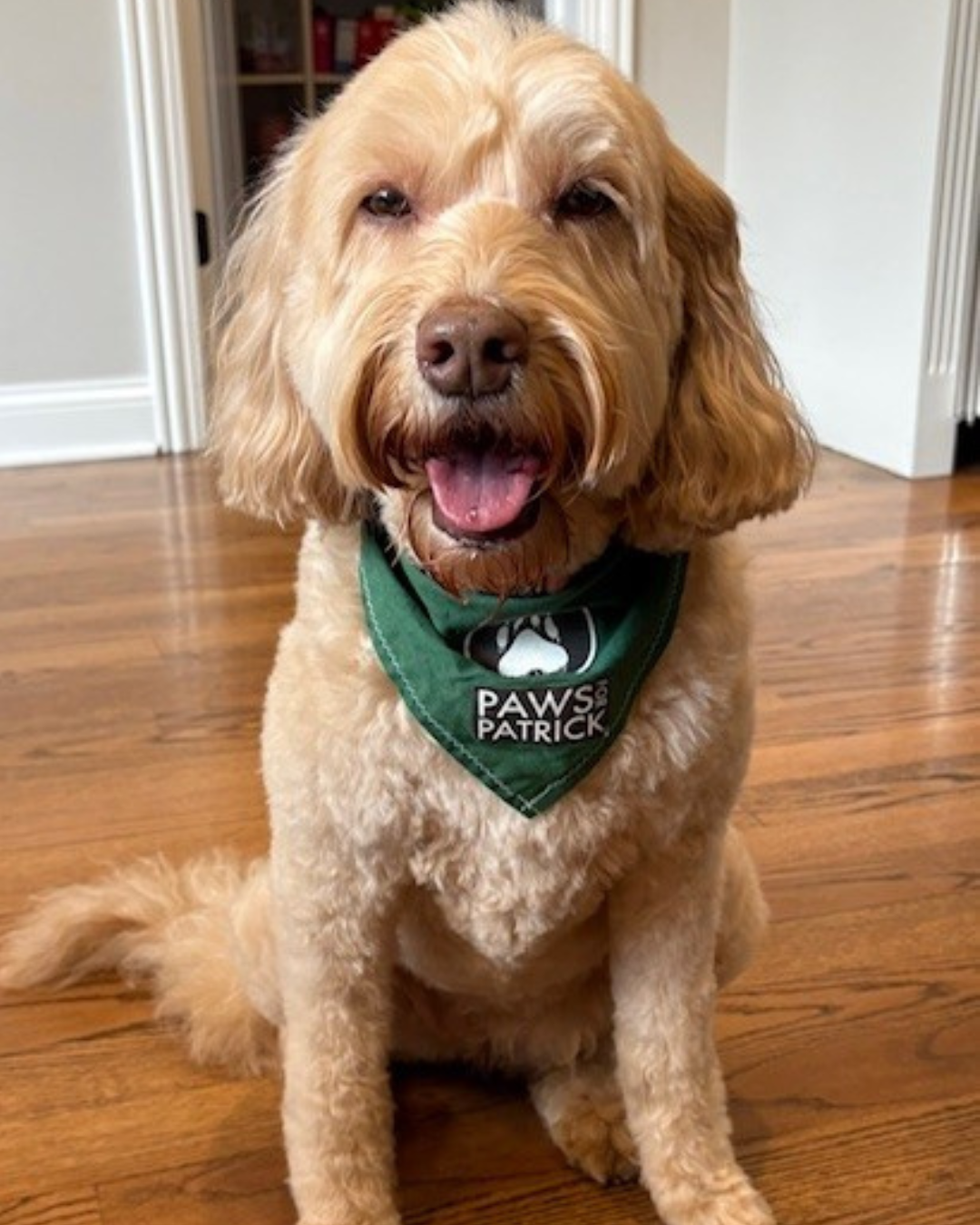 Lucy — Paws for Patrick