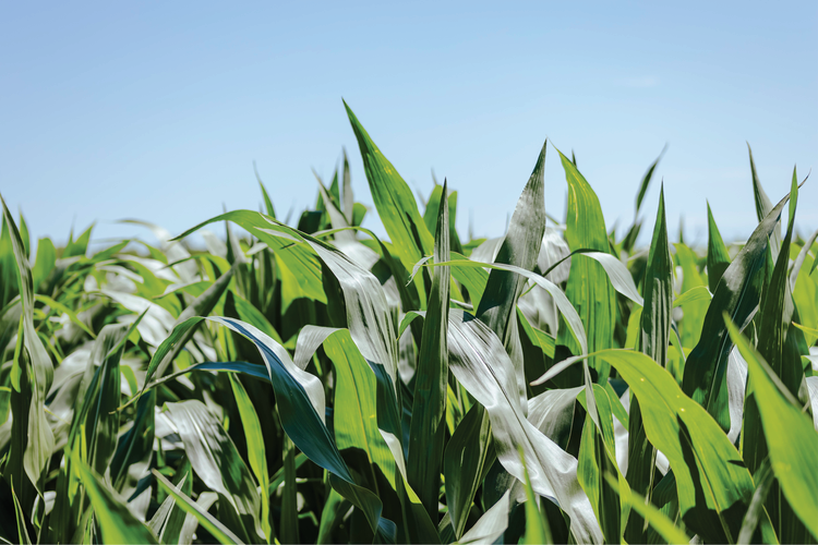 Parchman Farms | Empower Through Agriculture — Join Now