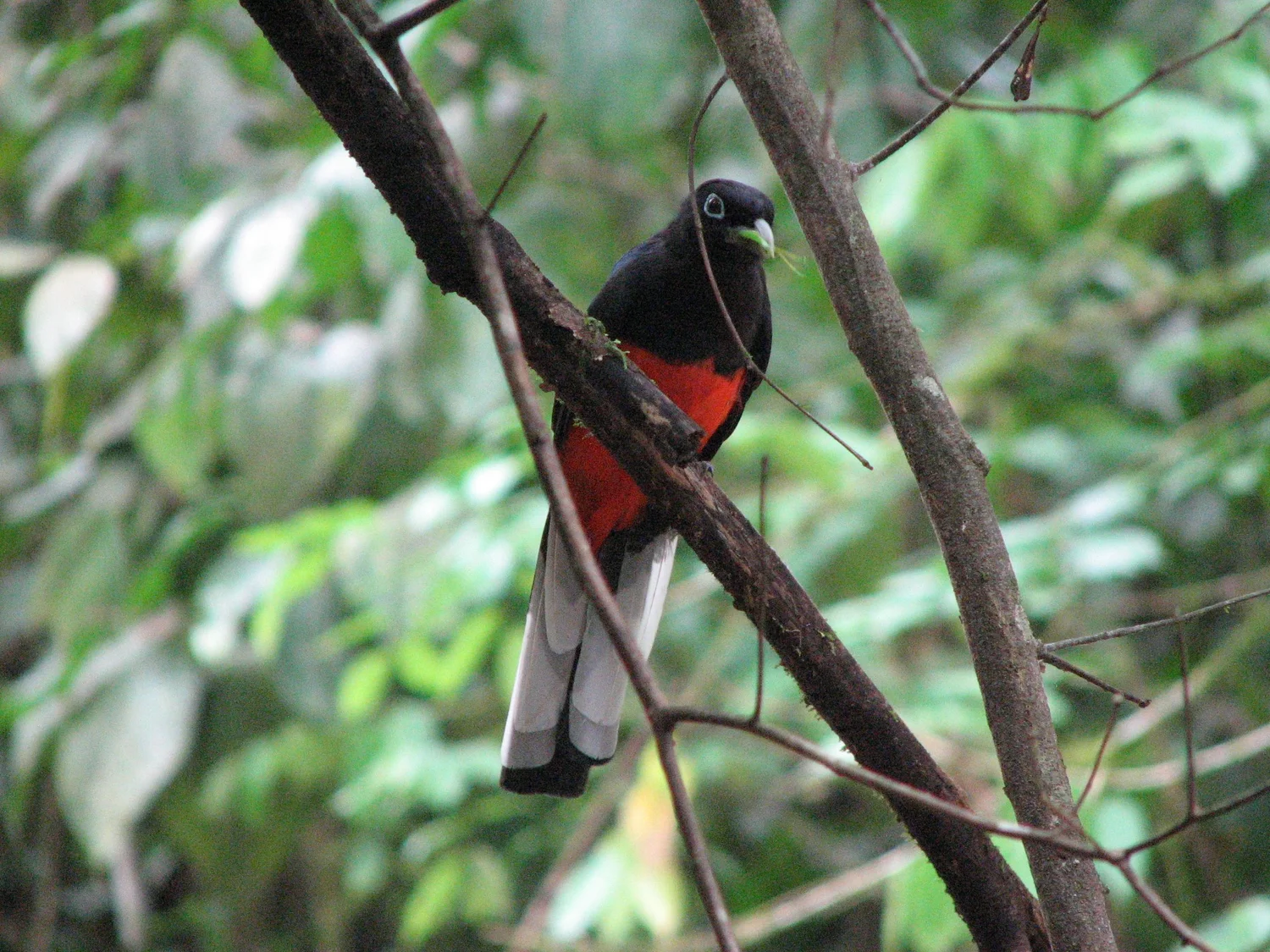 Ventures Birding Tours