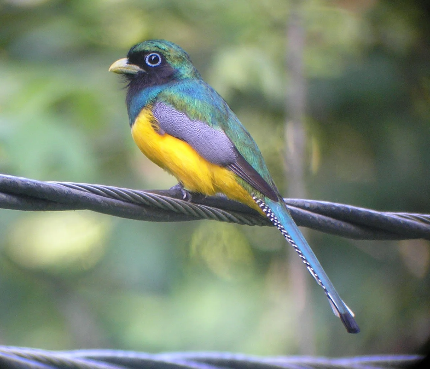 Ventures Birding Tours