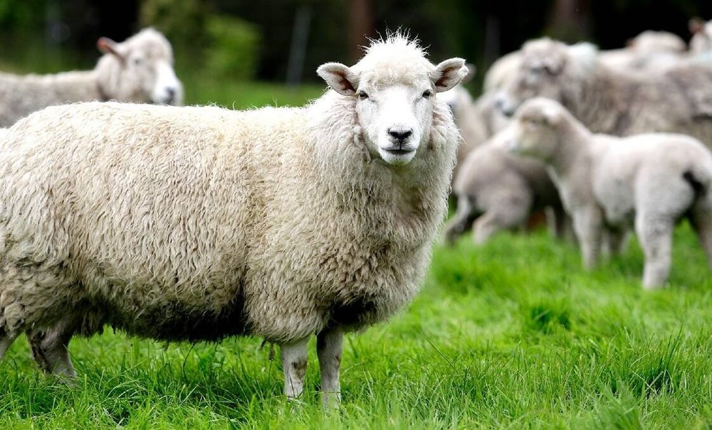 BEEF, SHEEP & DEER | Uptake Farming Solutions — Uptake