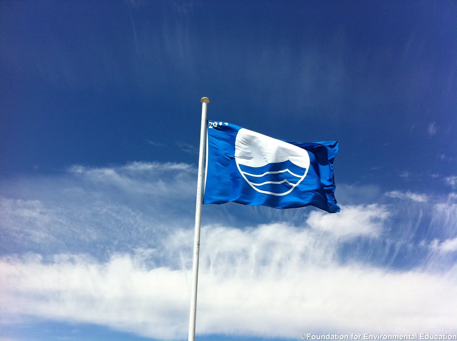 Blue Flag — Swim Drink Fish