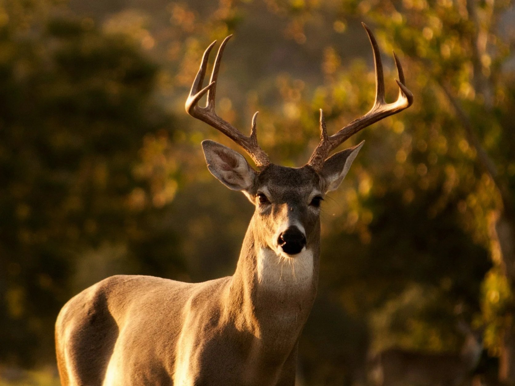 Deer Processing — Gateway Meat Co.