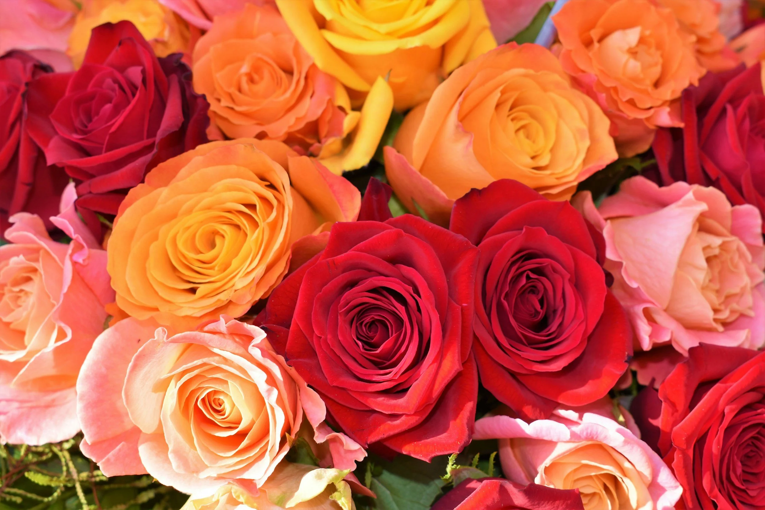 The Magick of Roses in Witchcraft: Love, Death, and Beauty - Magick and ...