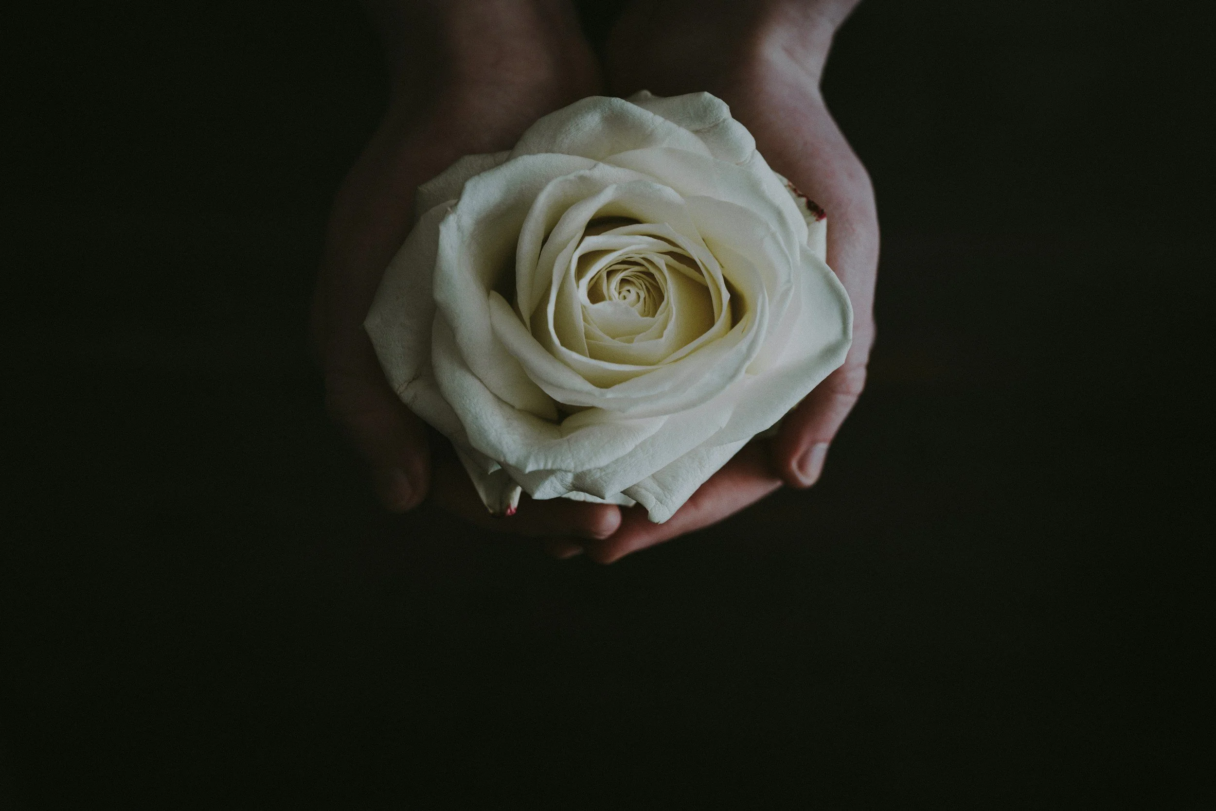 The Magick of Roses in Witchcraft: Love, Death, and Beauty - Magick and ...