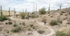 Arizona Monster 300 Trail Race — Destination Trail