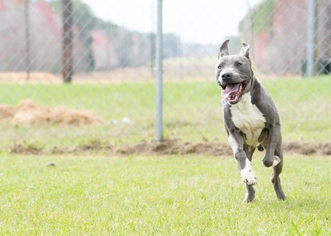 Get Involved with WWLDO | Join the Cause Today — Who Will Let The Dogs Out