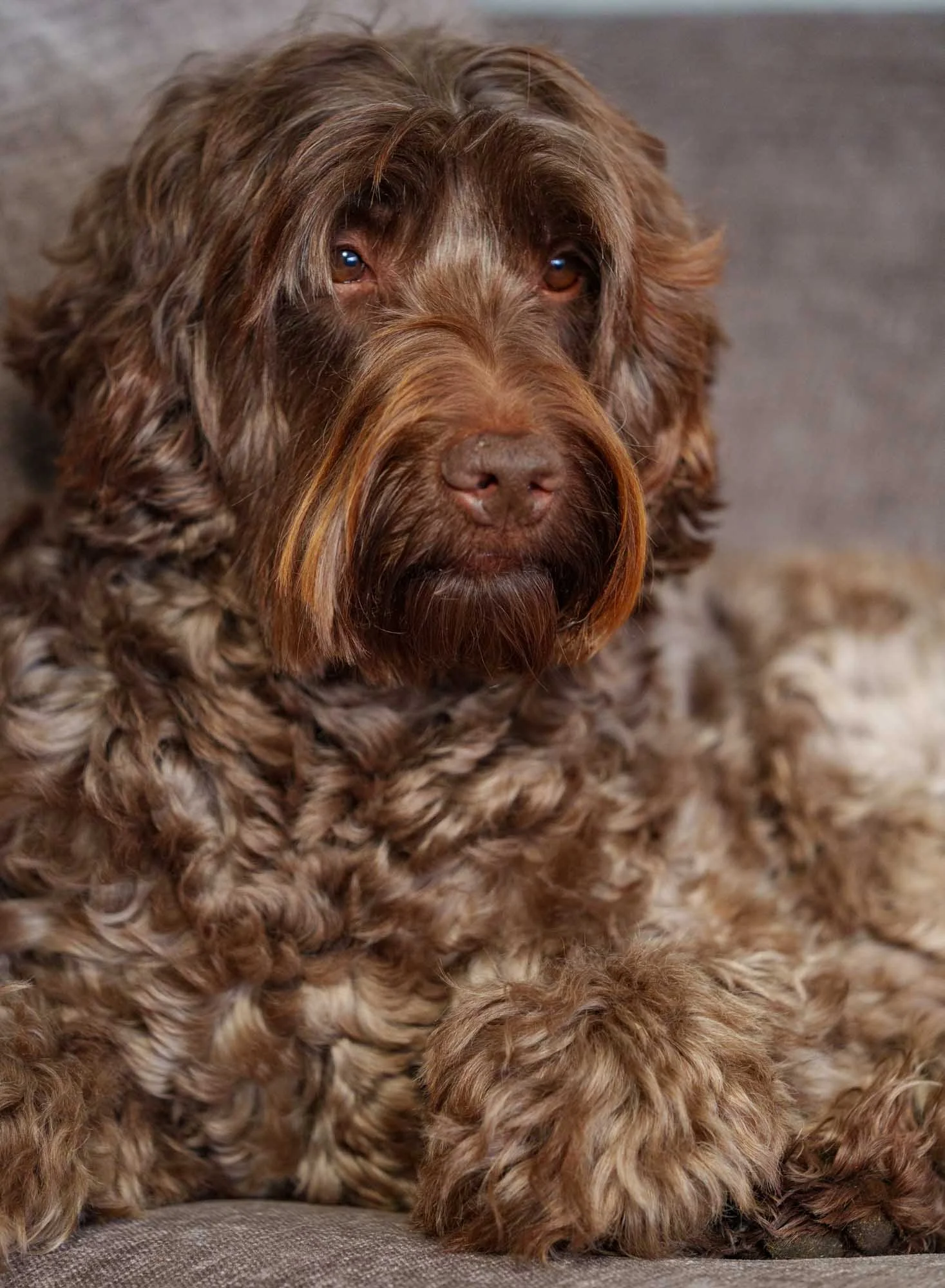 Smedstorpets Australian Labradoodle | Uppfödare av Australian ...