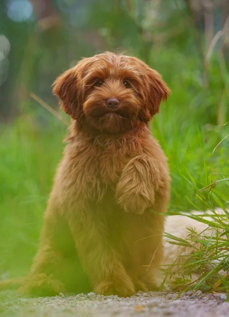Smedstorpets Australian Labradoodle | Uppfödare av Australian ...
