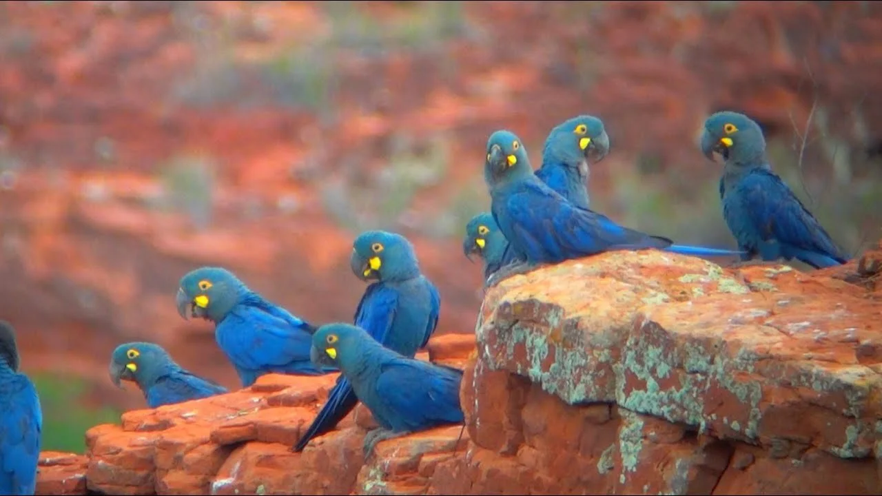 Blue Macaws: Complete Guide to All 3 Species (Hyacinth, Lear's & Glaucous)
