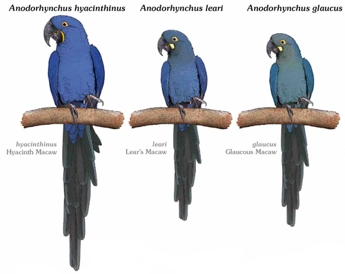 Blue Macaws: Complete Guide to All 3 Species (Hyacinth, Lear's & Glaucous)