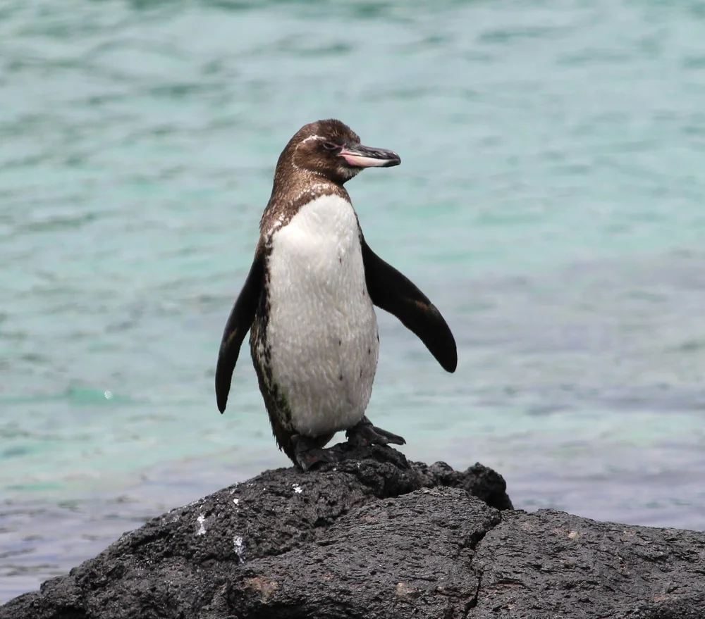 Galápagos Penguin – The Only Penguin North of the Equator — Penguins ...