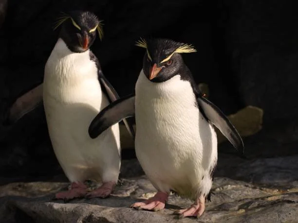 Macaroni Penguin – Habitat, Diet, Lifespan & Facts | Penguins Explained ...