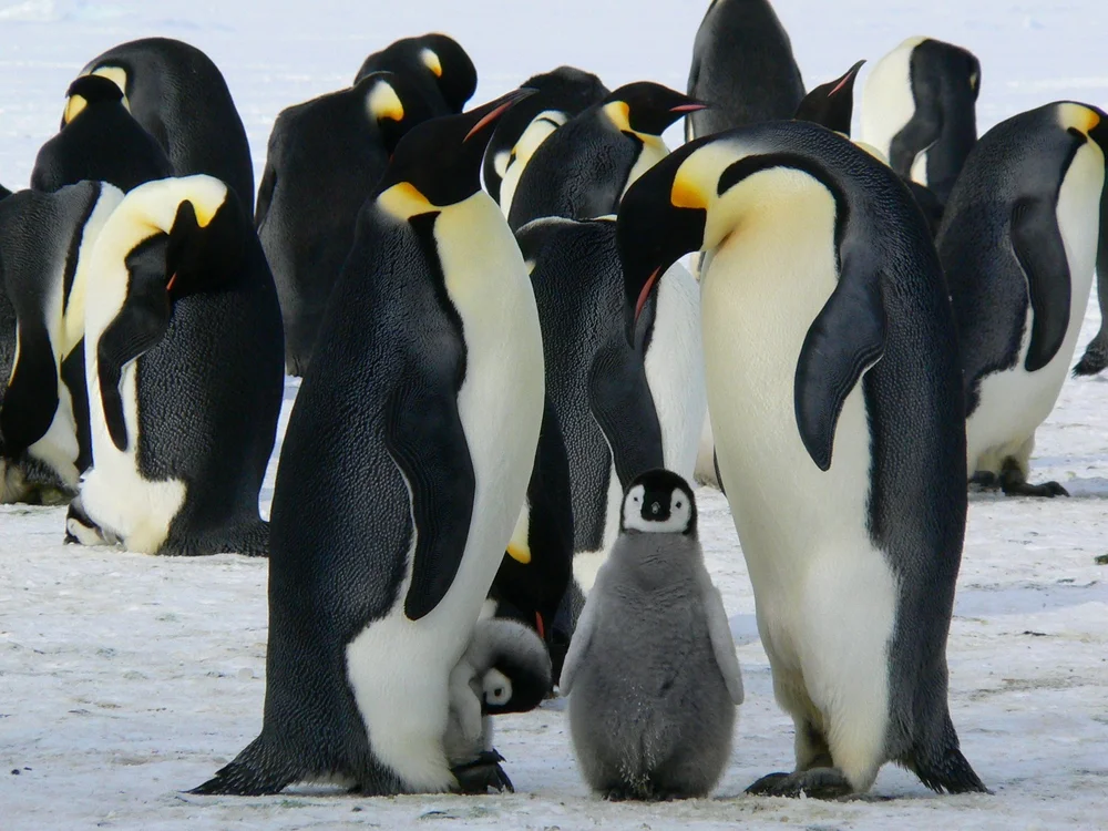 Emperor Penguin: Habitat, Diet, Lifespan & Facts — Penguins Explained