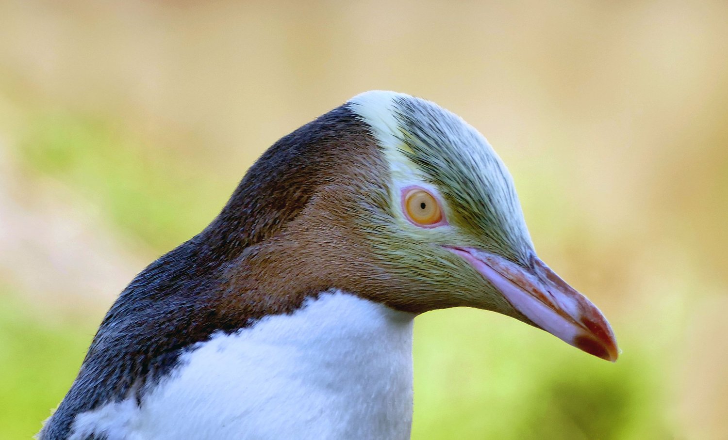 Yellow-eyed penguin | Explore and Protect Today — Penguins Explained