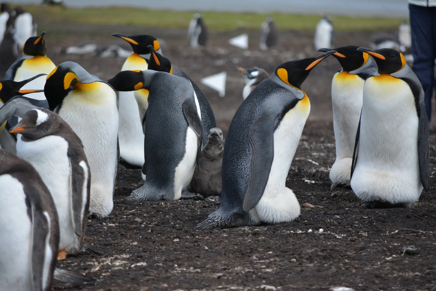 King Penguin: Habitat, Diet, Lifespan & Facts — Penguins Explained