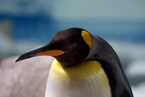 King Penguin: Habitat, Diet, Lifespan & Facts — Penguins Explained