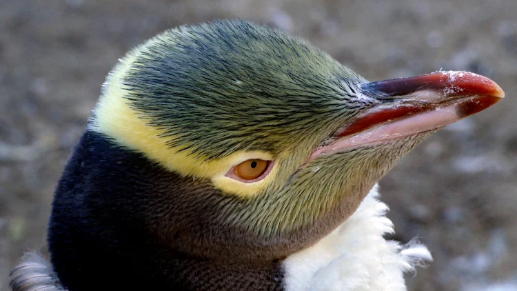 Yellow-eyed penguin | Explore and Protect Today — Penguins Explained