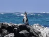 Galápagos Penguin – The Only Penguin North of the Equator — Penguins ...