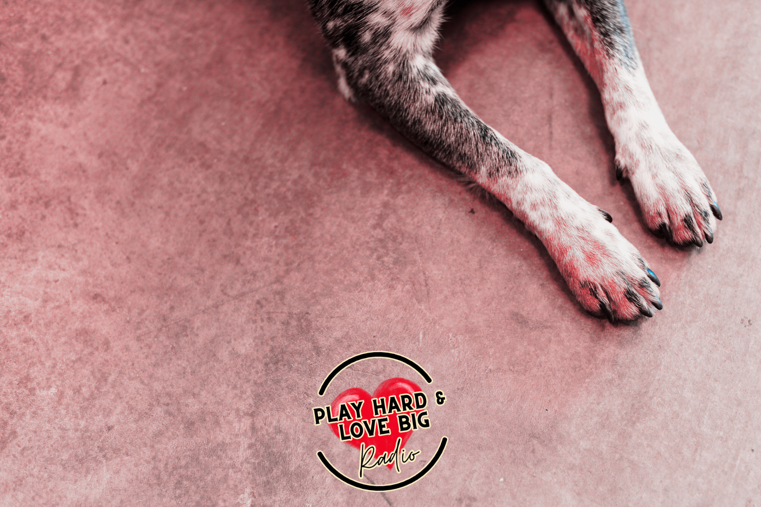 Spotted Dog Yoga & SUP | Move Boldly, Join Today