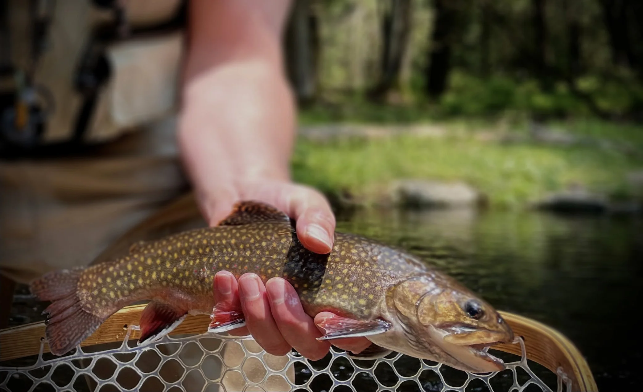 Pike Wayne Trout Unlimited | Support Fish Conservation Today