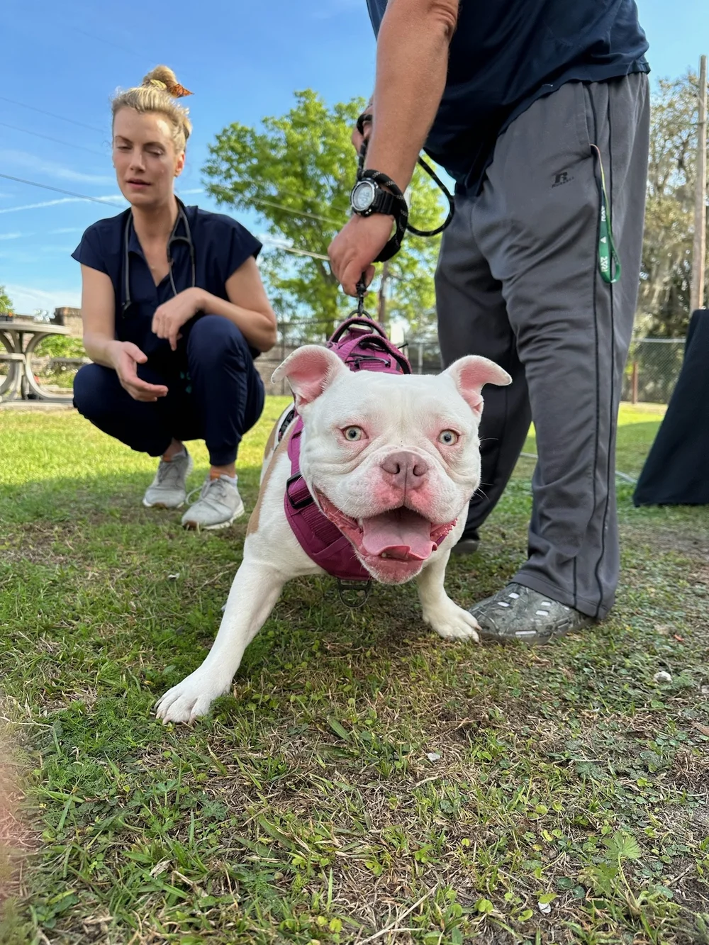 Locations / Orlando — Project Street Vet