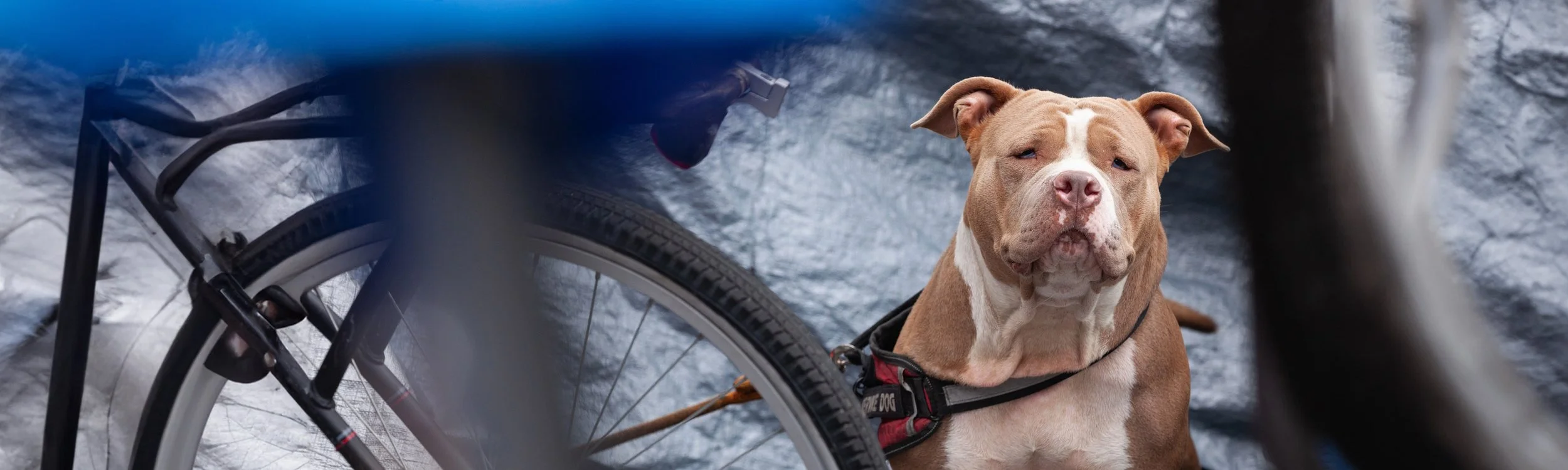 Contact — Project Street Vet