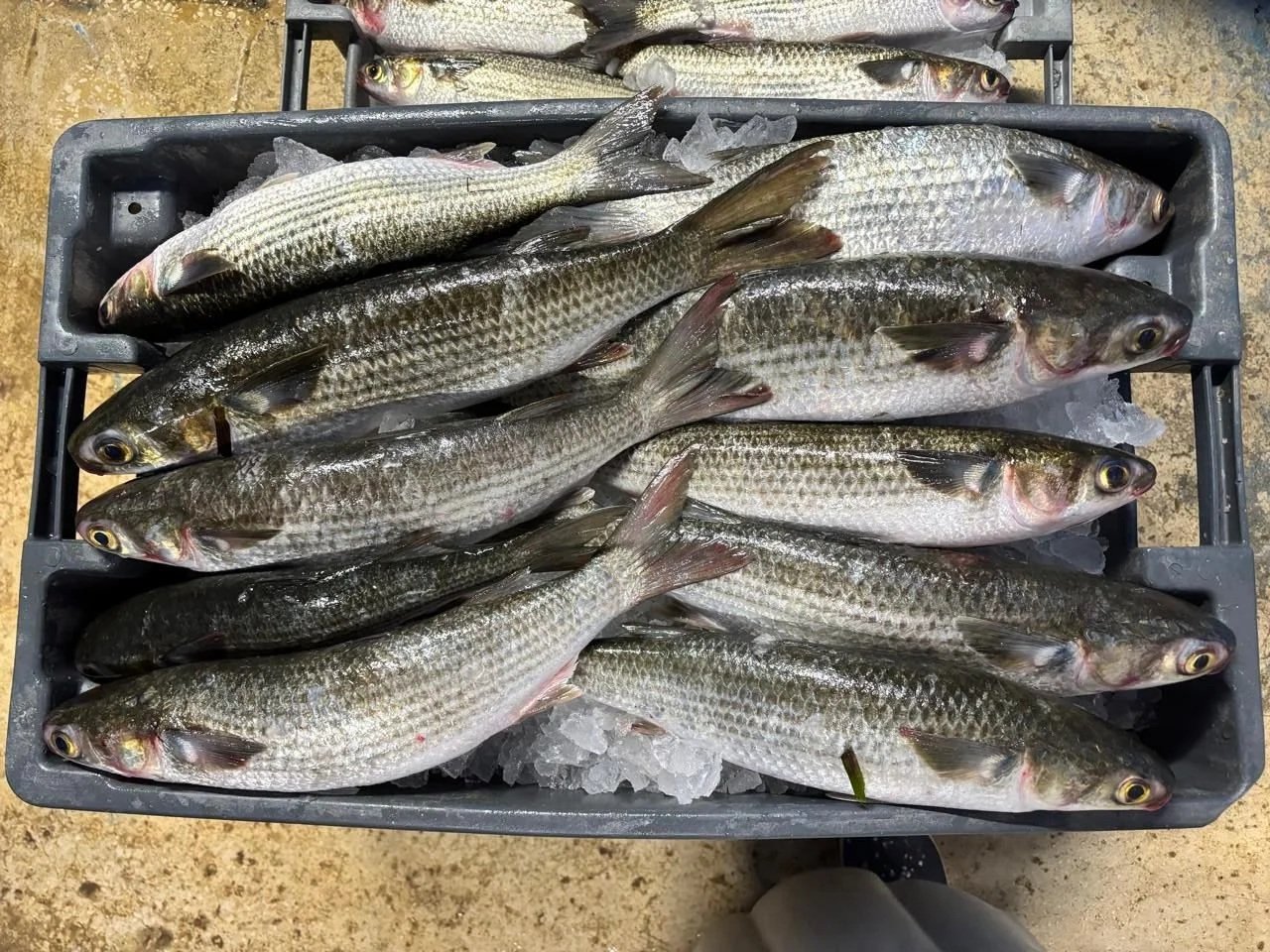 Local Seafood Menu | Blue Crabs, Shrimp & Lunch Specials in Tampa, FL ...