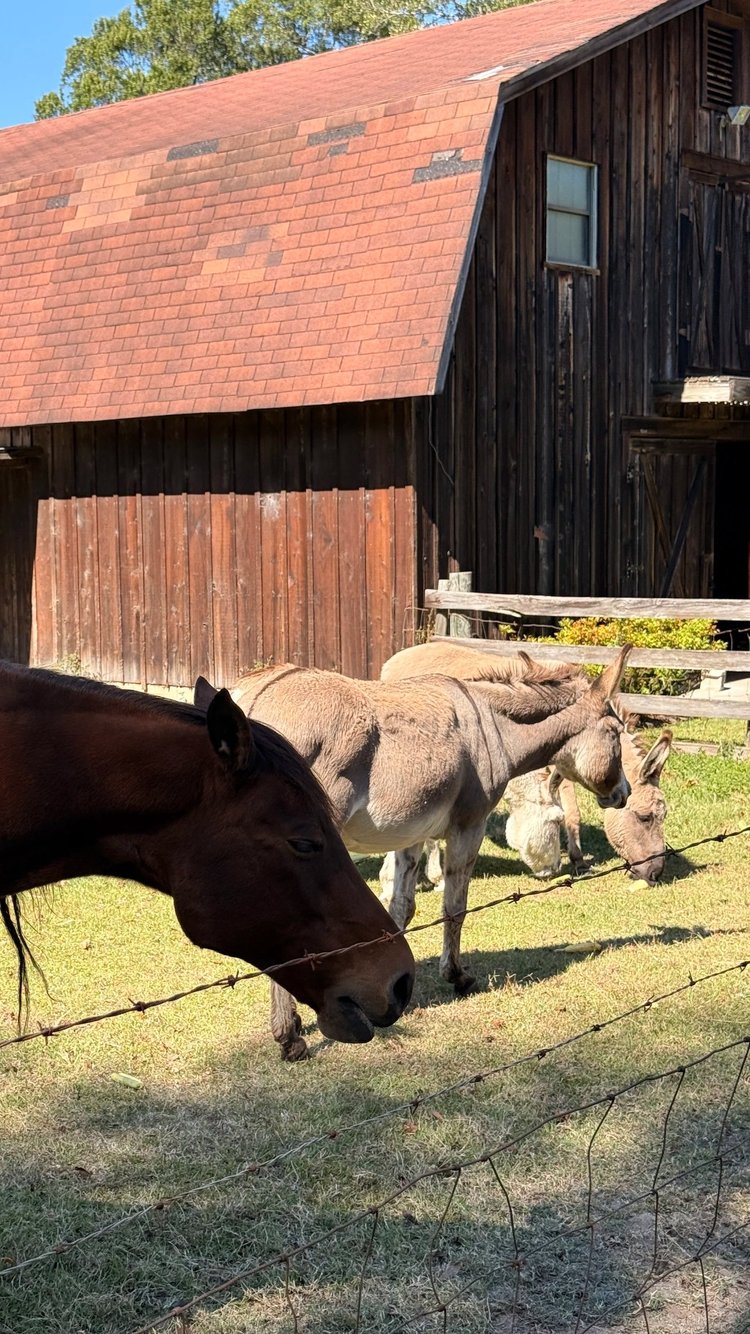 Dublin Farm | Experience Elegance Today