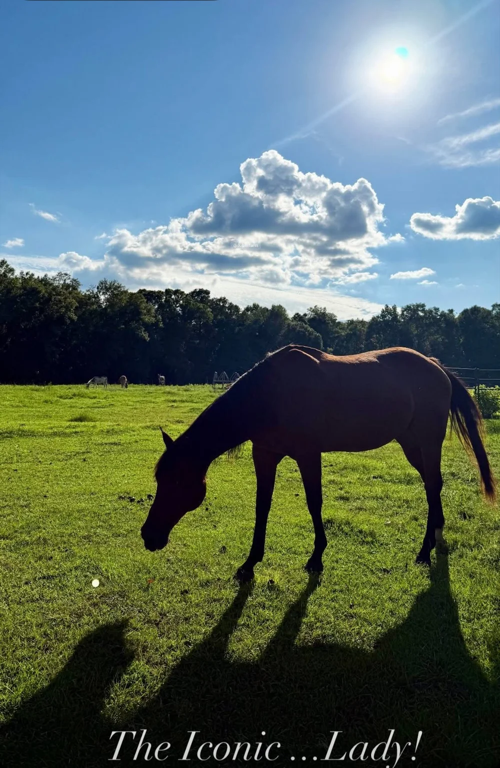 Dublin Farm | Experience Elegance Today