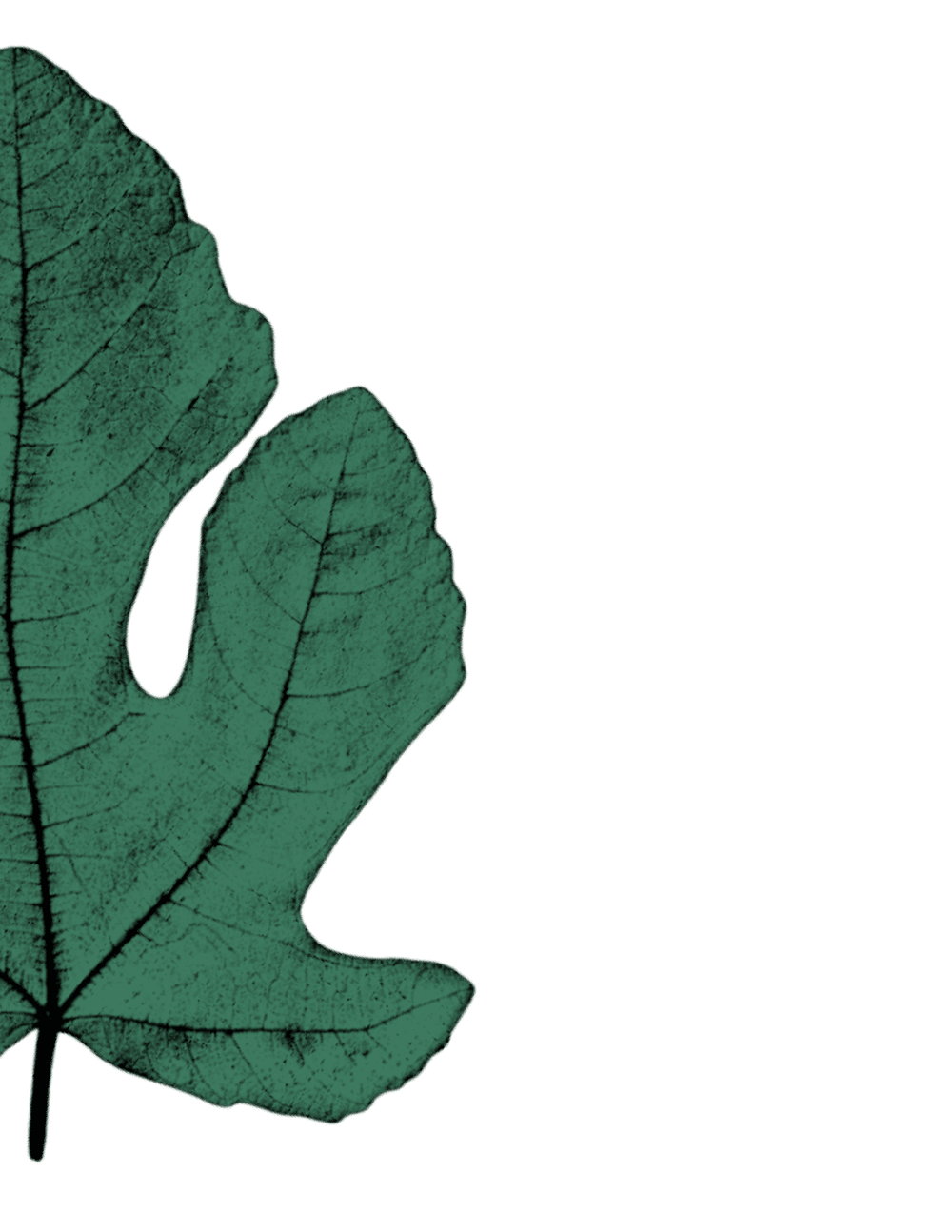 The Climate Mobilization