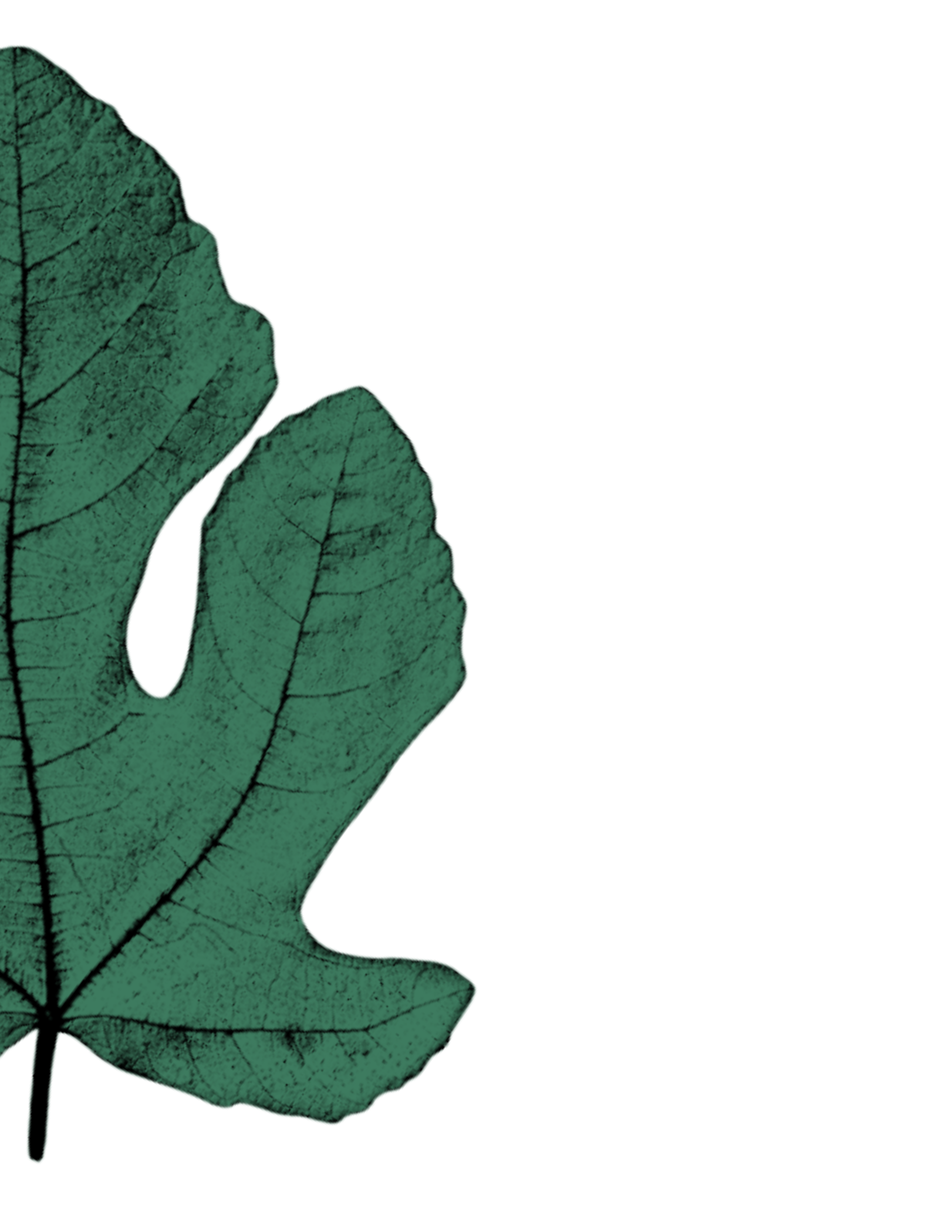 The Climate Mobilization
