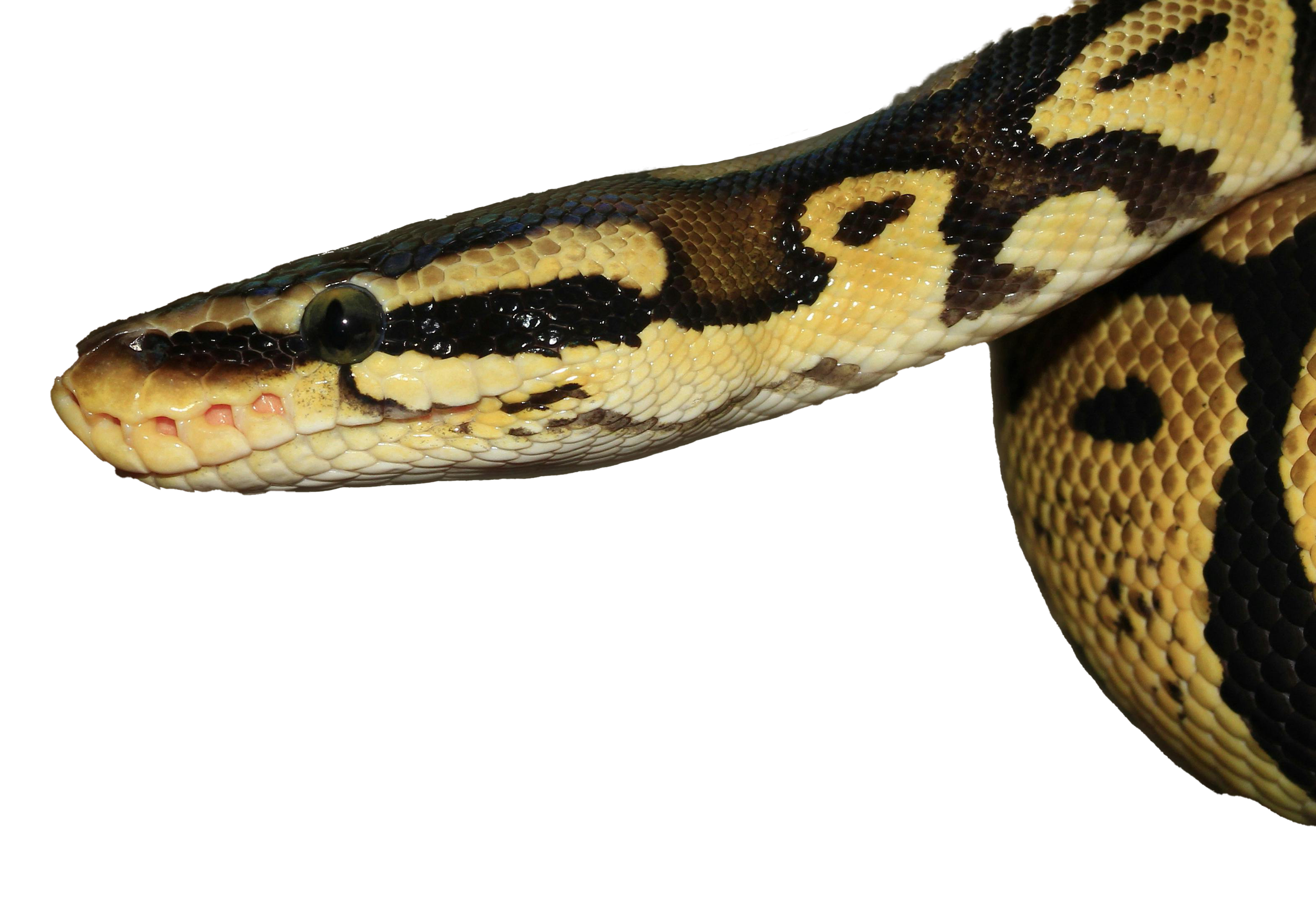 Reptile Adventure Zoo