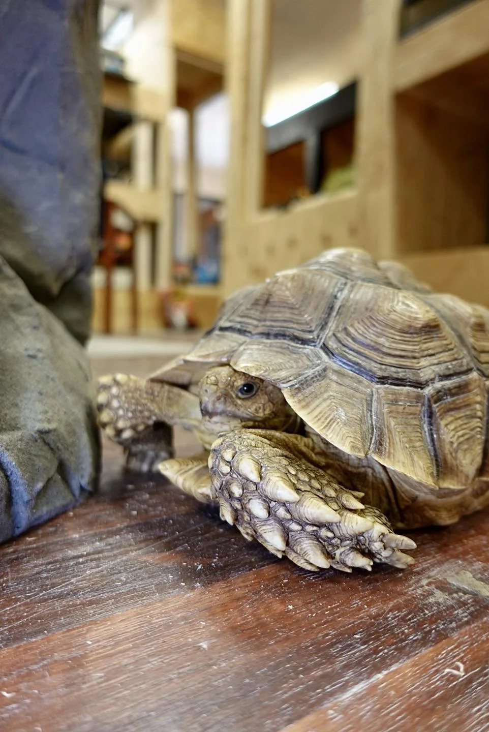 Reptile Adventure Zoo