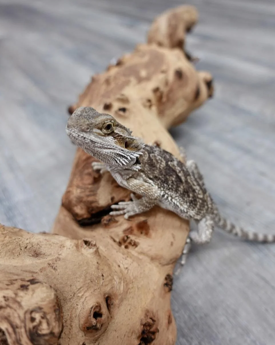 Reptile Adventure Zoo