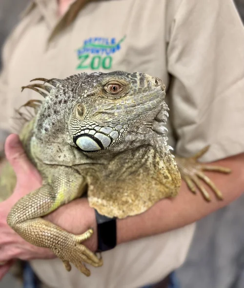 Reptile Adventure Zoo
