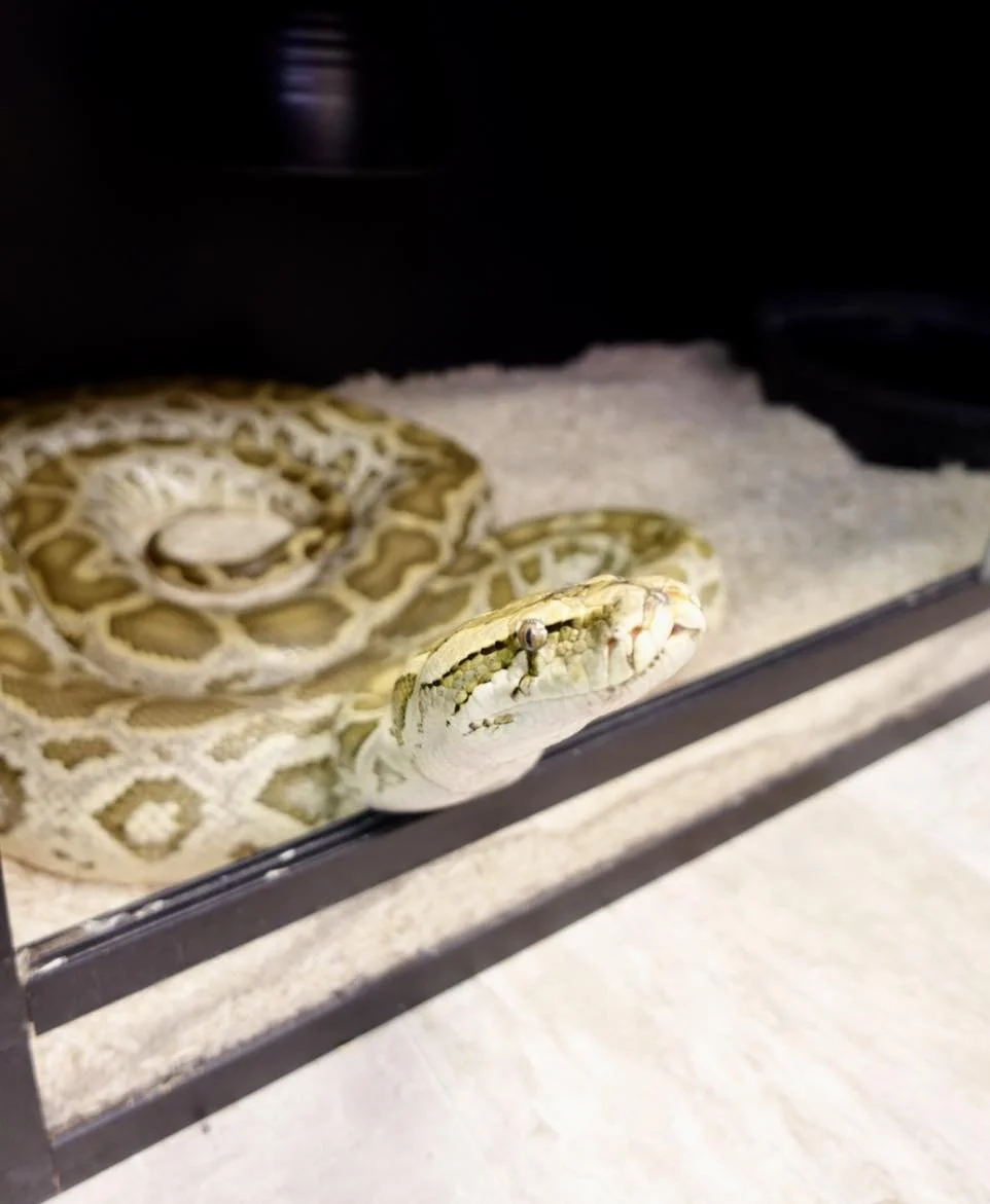 Reptile Adventure Zoo