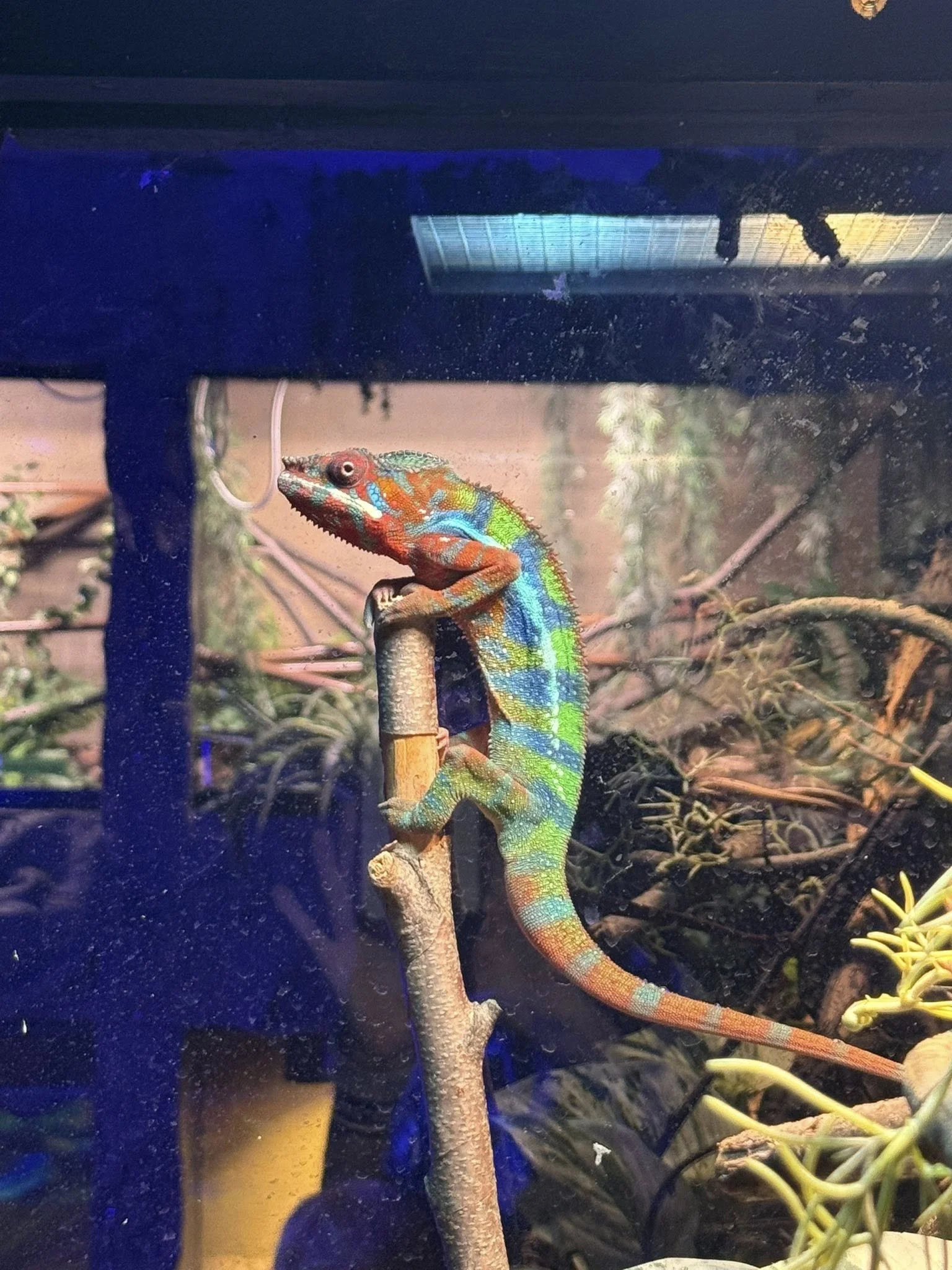 Reptile Adventure Zoo